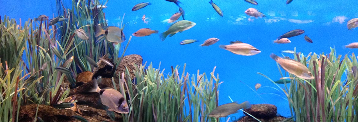 Barcelona aquarium - The magic of the ocean depths